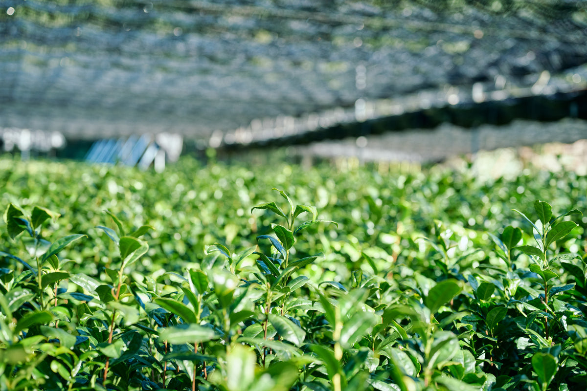 Understanding Matcha Tea Cultivars – Kyo Hayashiya