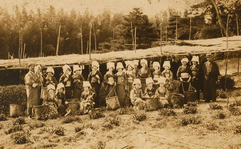 Hojicha powder – Kyo Hayashiya